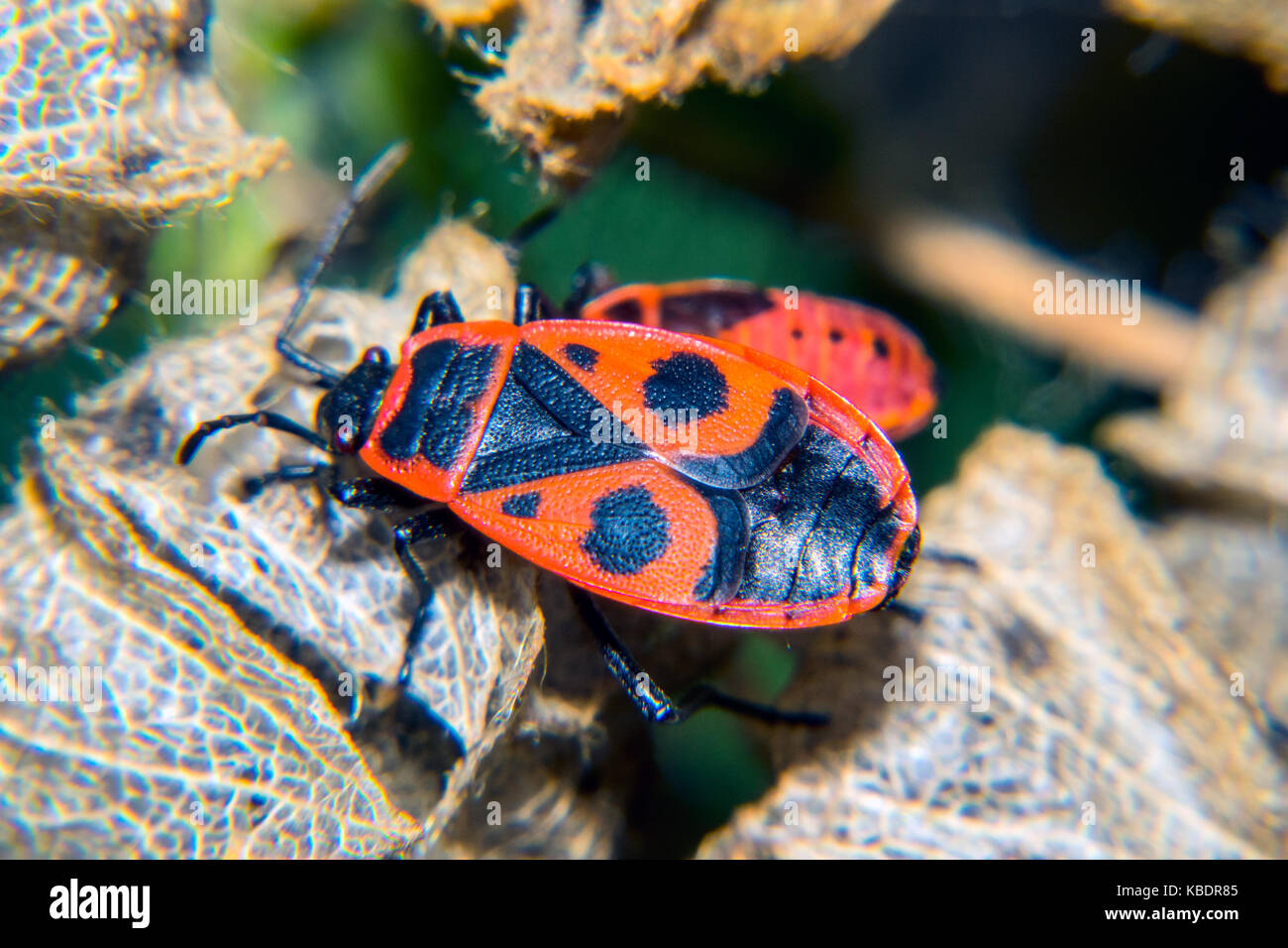 Firebug adult and nymf Stock Photo - Alamy