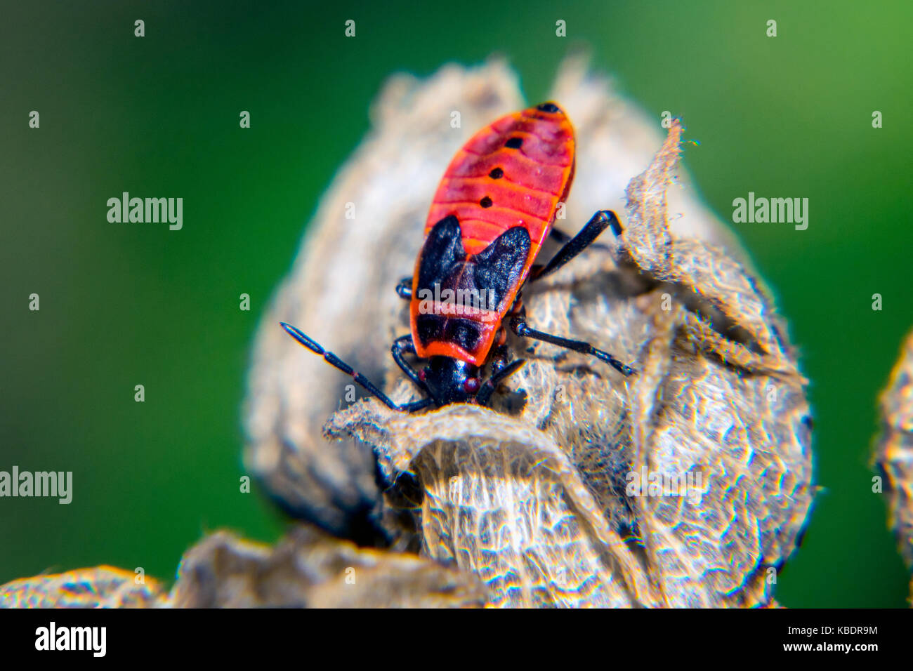 Nymf hi-res stock photography and images - Alamy