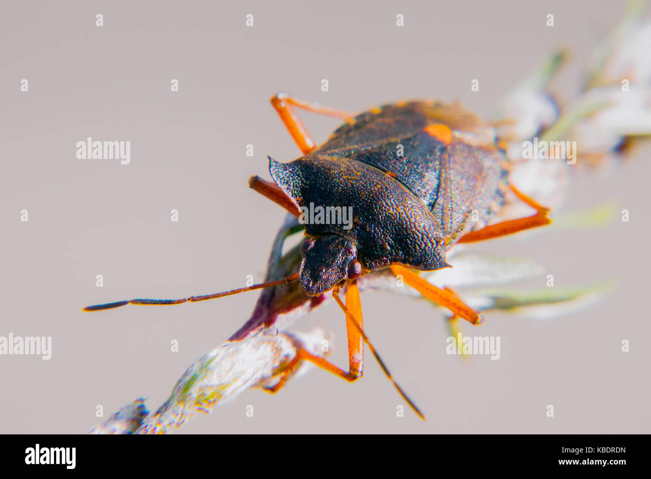 Red-legged shieldbug up close Stock Photo - Alamy