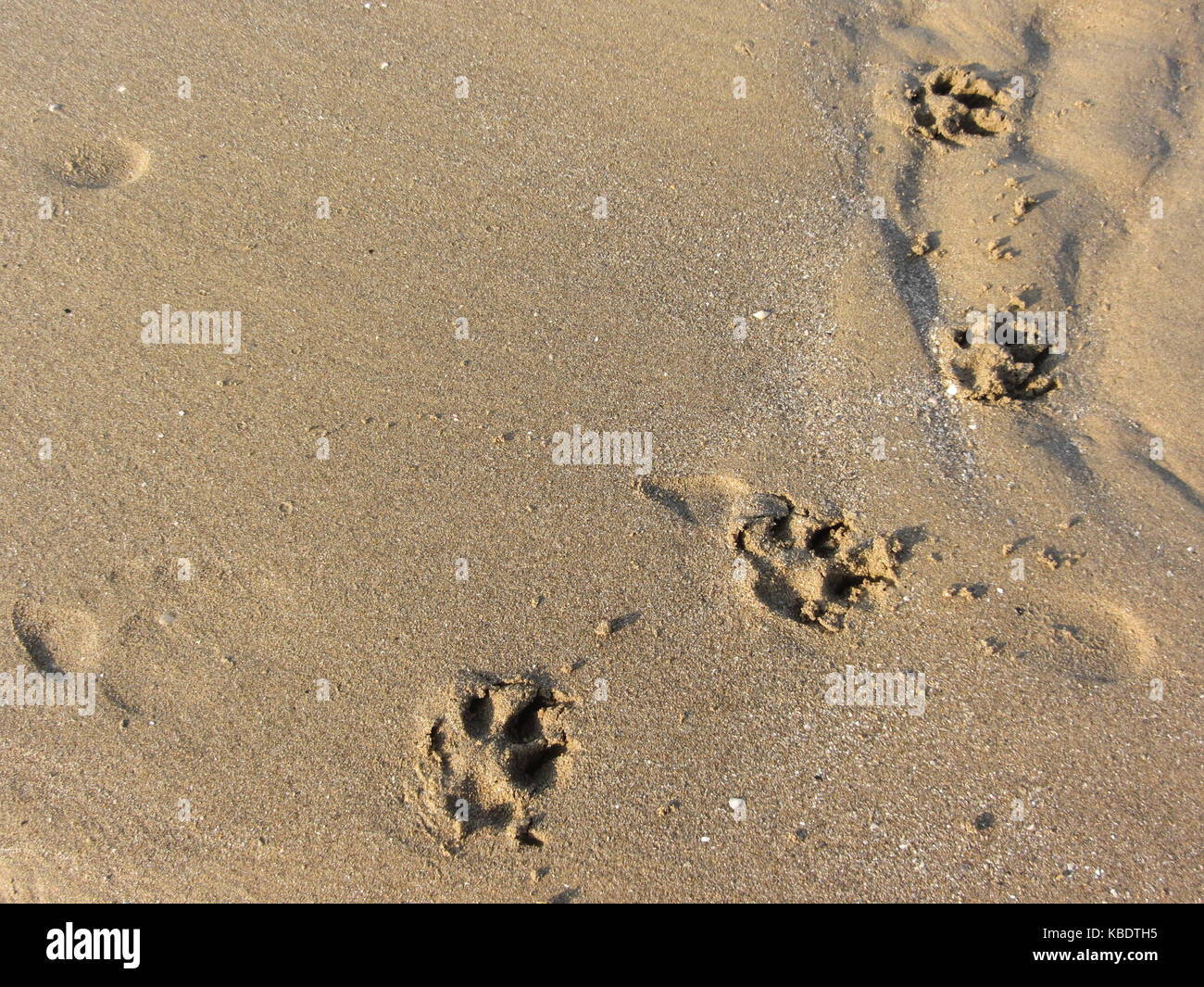 dog paws shapes long the beach next to the sea Stock Photo - Alamy