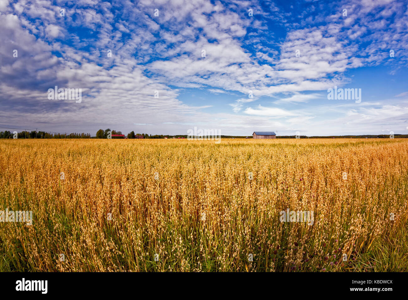 The oat is ready for harvesting in the Northern Finland. The sun colors ...