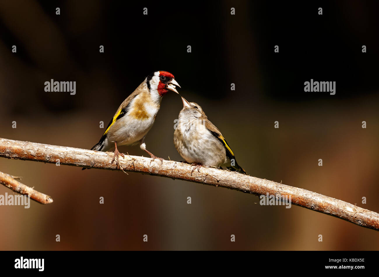 Baby goldfinch hi-res stock photography and images - Alamy