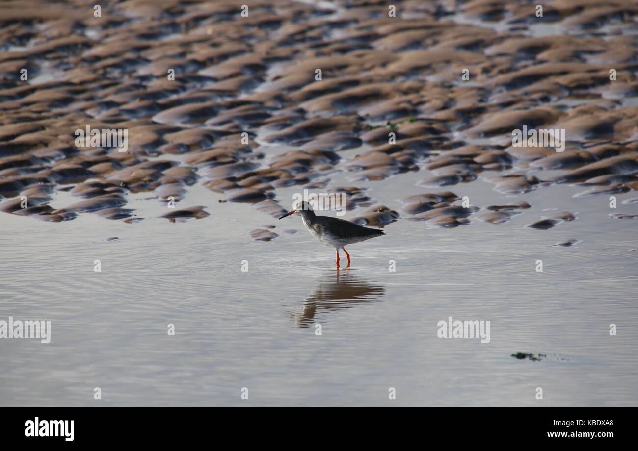 Monifieth beach hi-res stock photography and images - Alamy