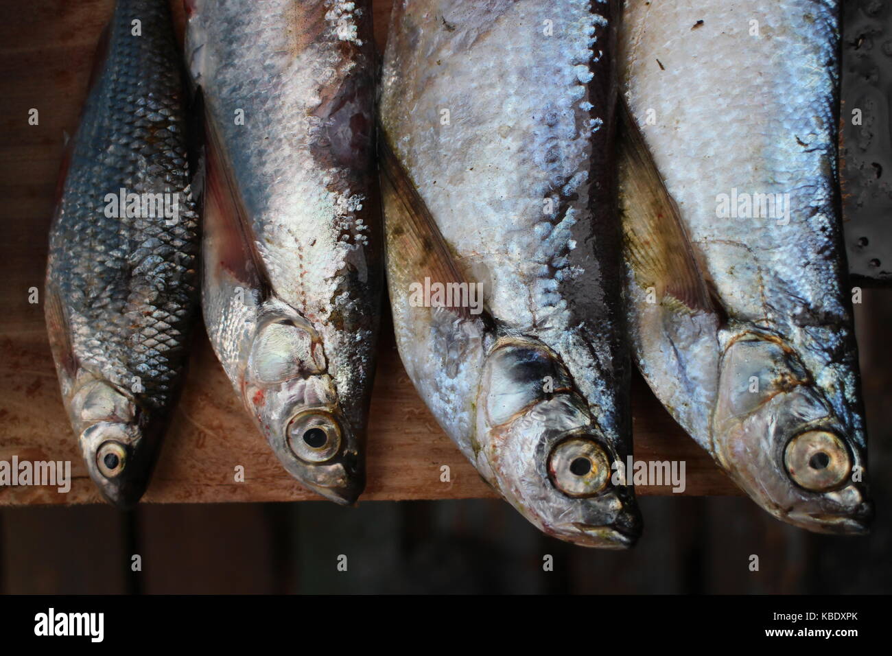 Sabrefish hi-res stock photography and images - Alamy