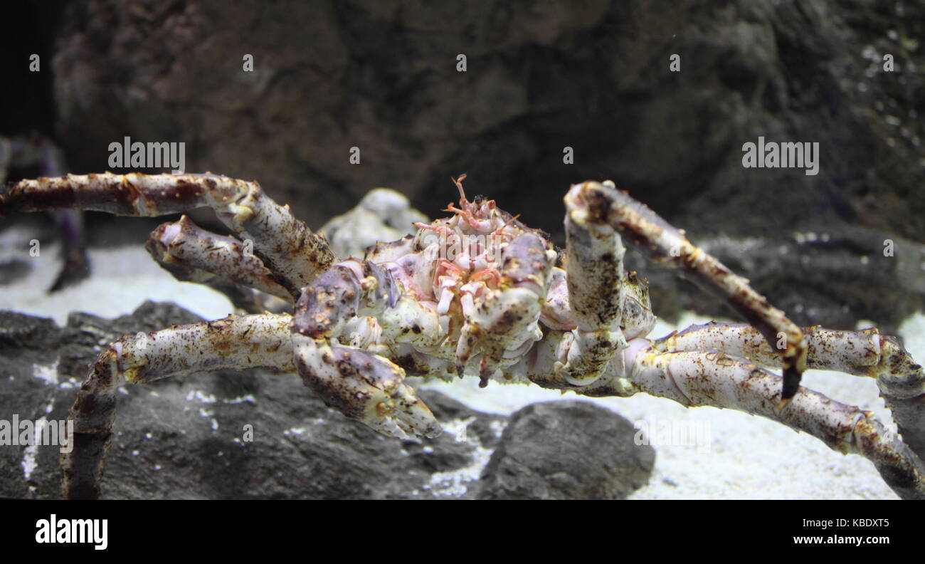 Mouth of crab hi-res stock photography and images - Alamy