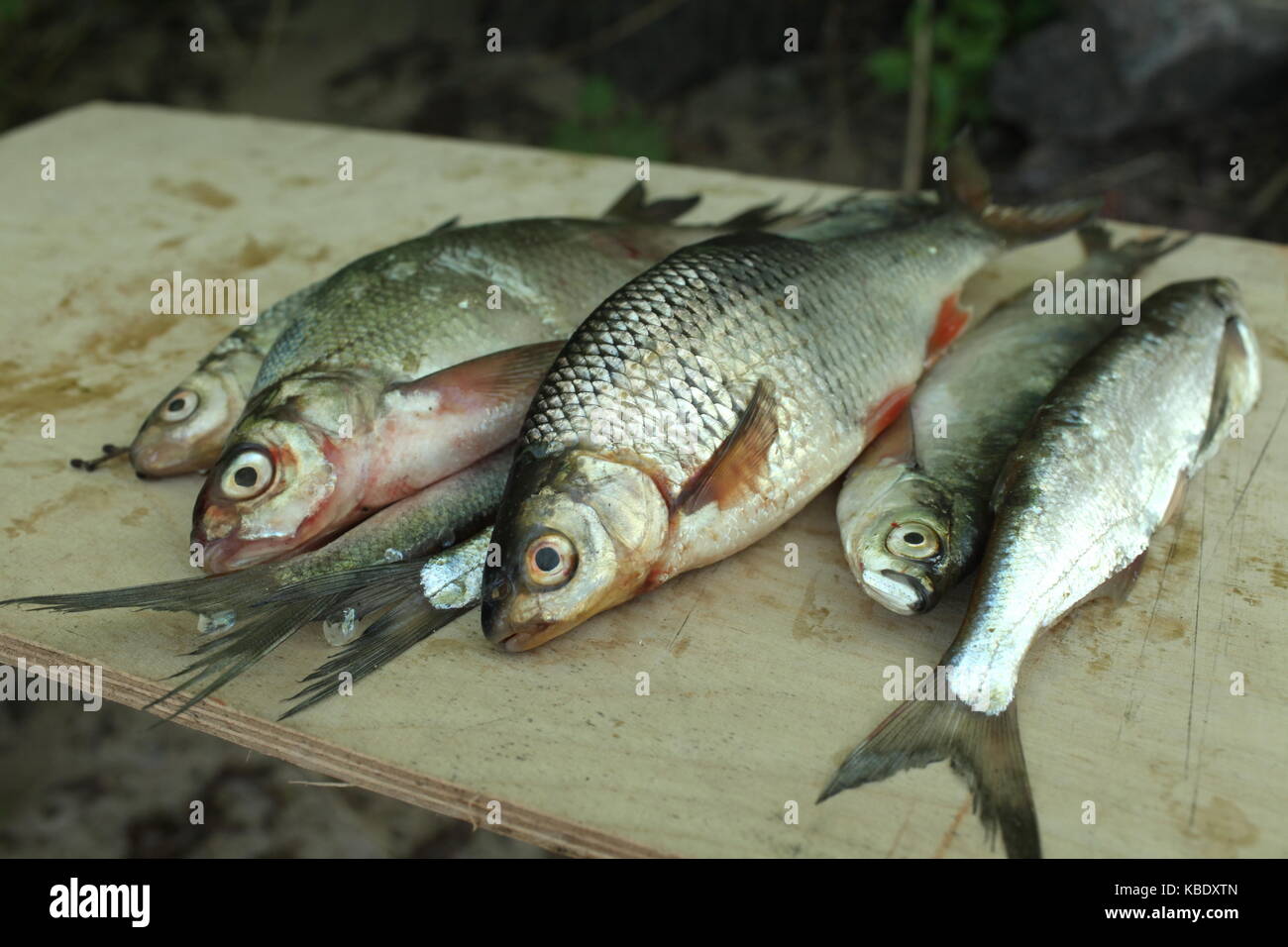 Rudd silver fish hi-res stock photography and images - Alamy