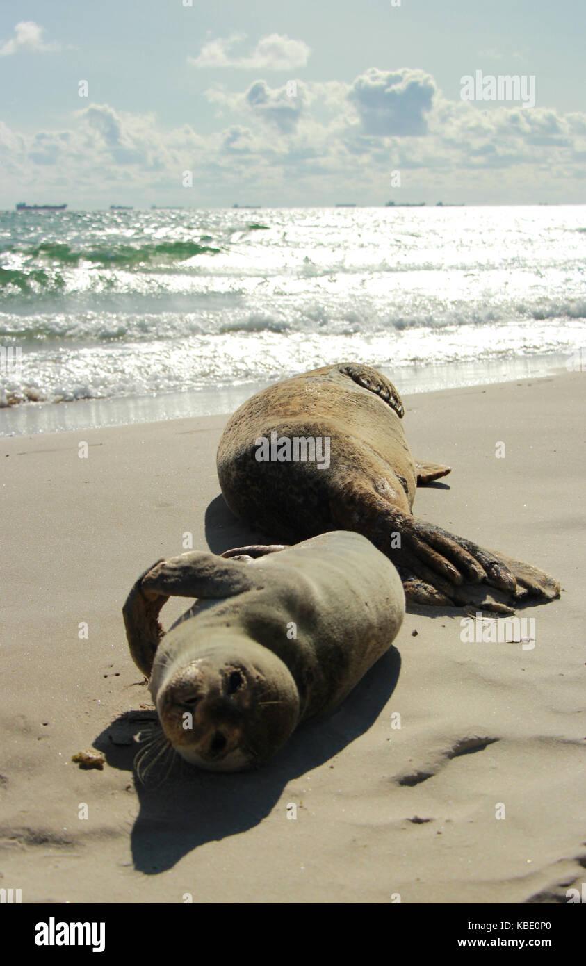 Seals relaxing on Grenen's beach in Skagen Denmark Stock Photo - Alamy