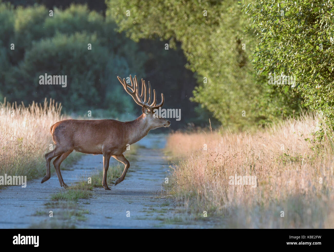 Red Deer stag moving into vegetation on a Norfolk airfield Stock Photo ...
