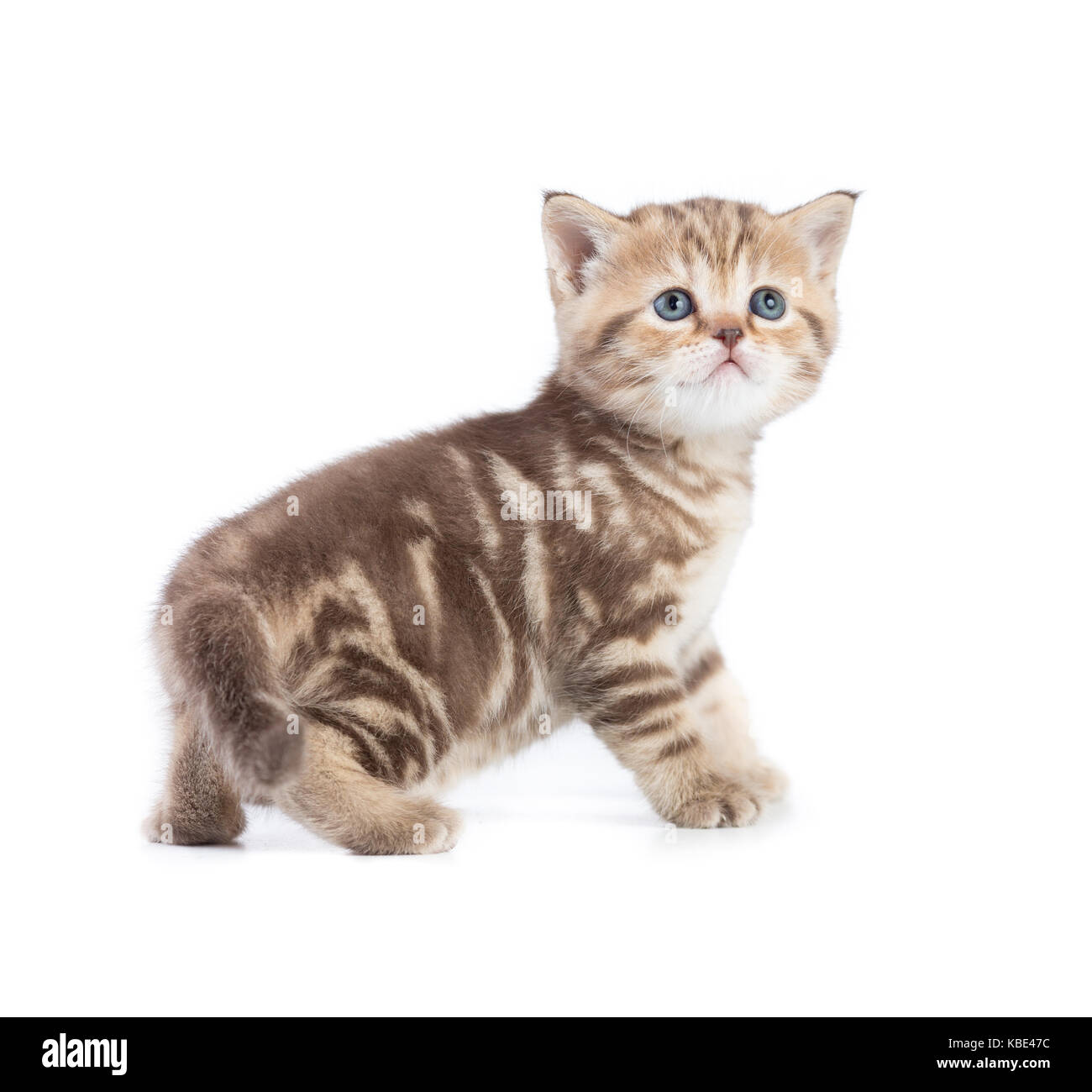 Young cat or kitten standing and looking up side view isolated on white ...