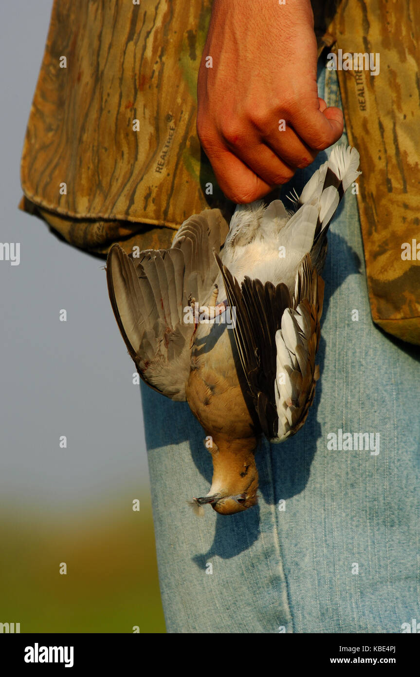 A dove hunter holds a whitening dove shot while hunting near Hondo ...