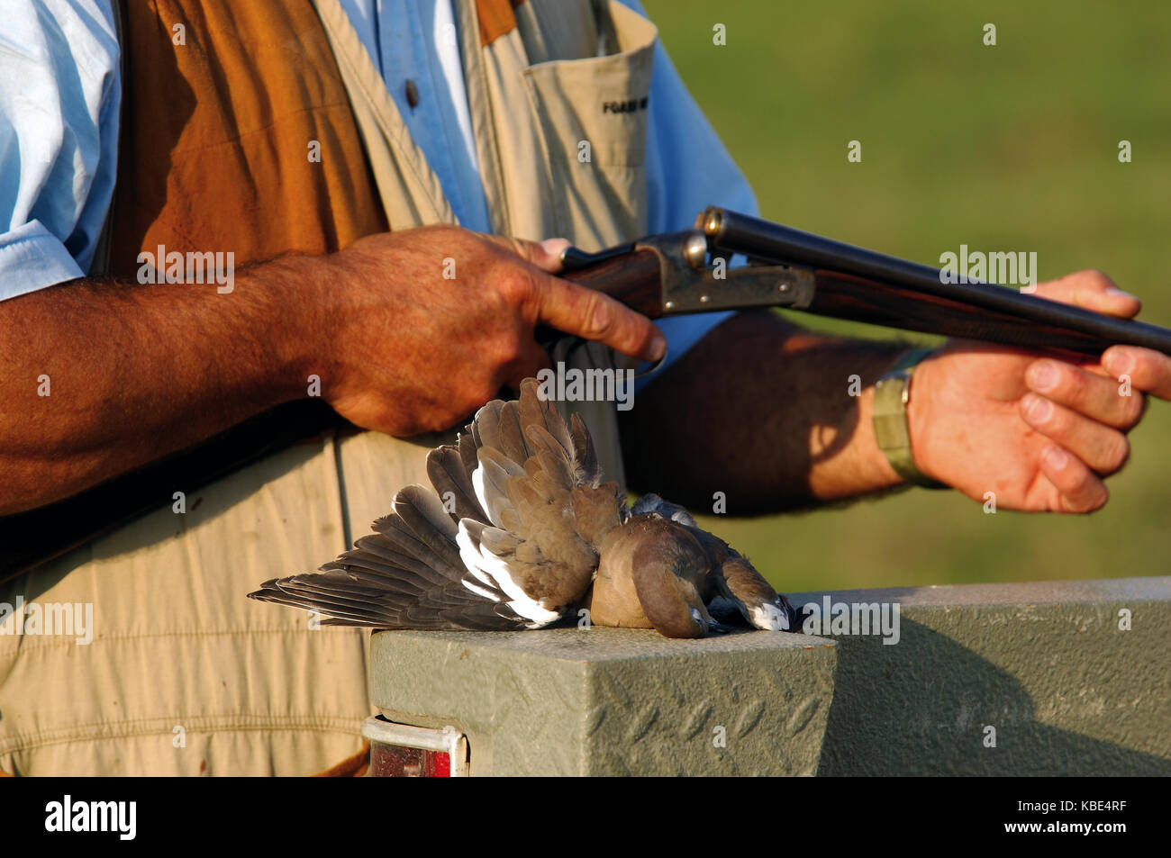 Whitewings hi-res stock photography and images - Alamy