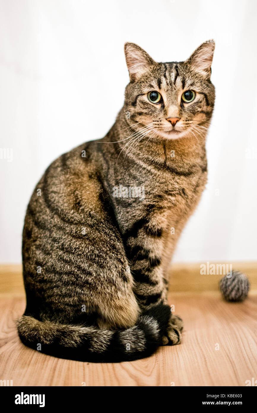 portrait of an adult gray cat on a white background with a toy Stock ...