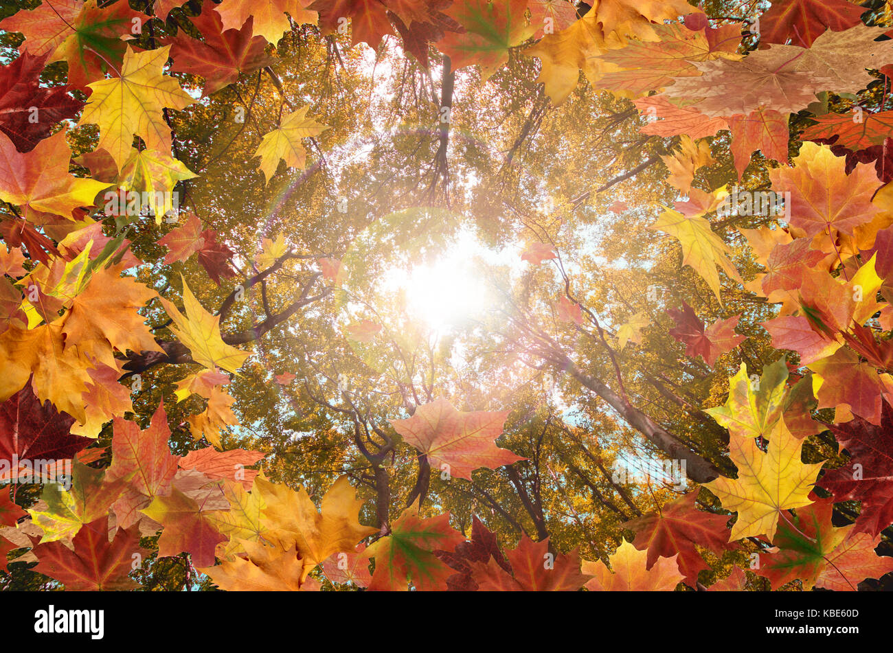 autumn red and orange leaves with sunset background Stock Photo - Alamy
