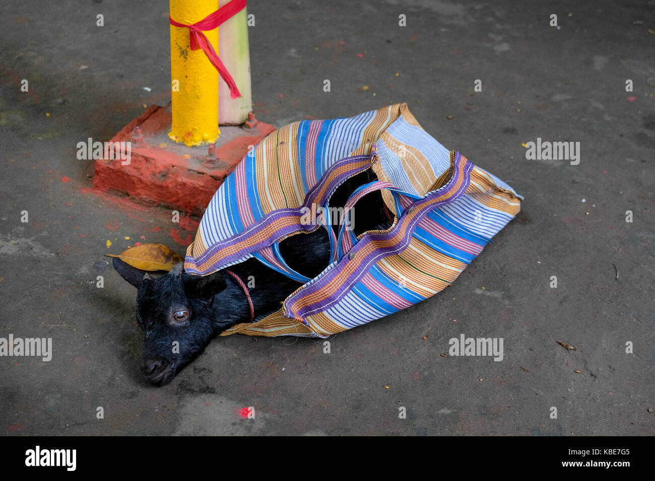 Devotees sacrifice a small black goat as an offering for the goddess ...