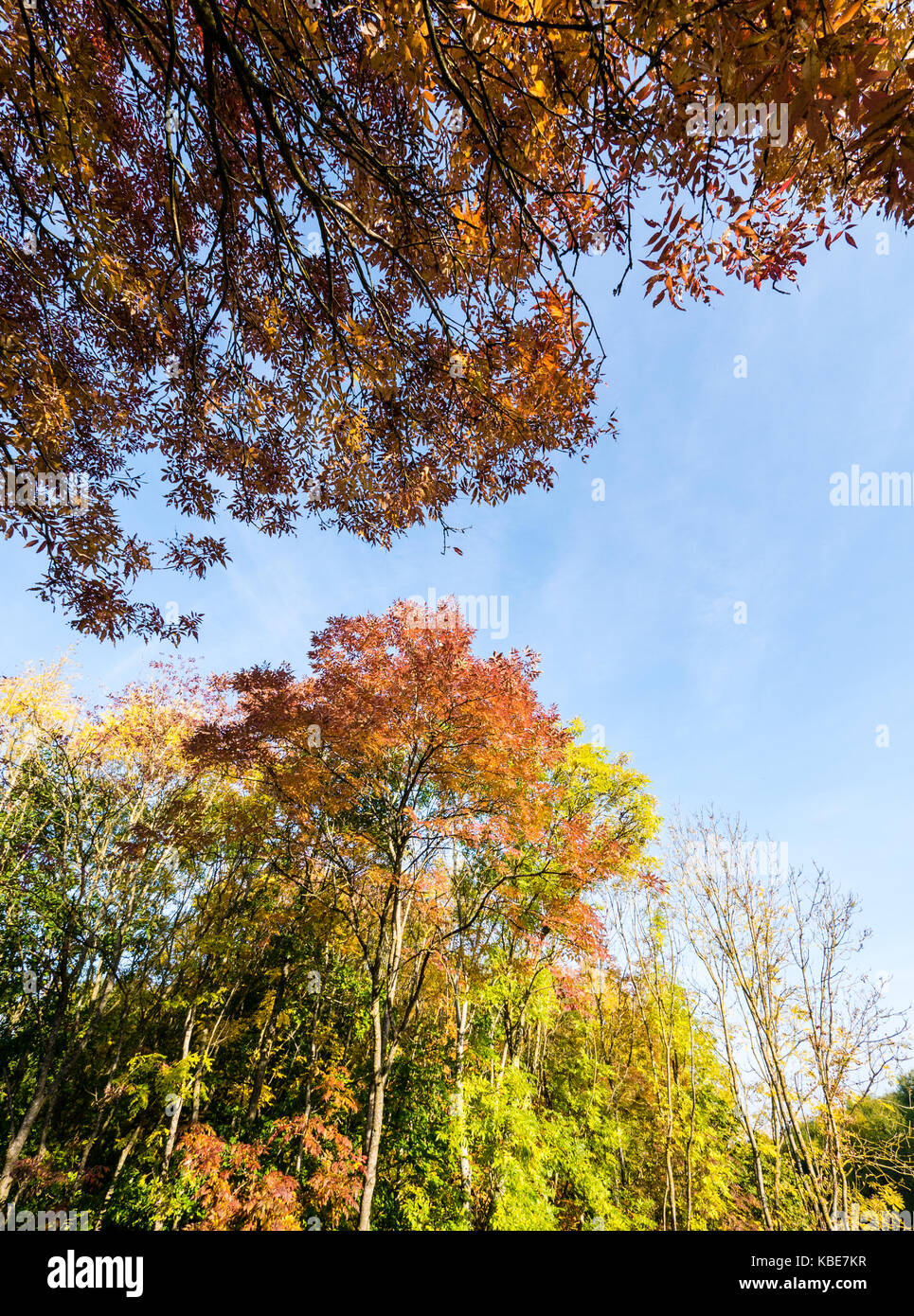 Autumn Trees outskirts of Reading, Berkshire, England, UK, GB Stock ...