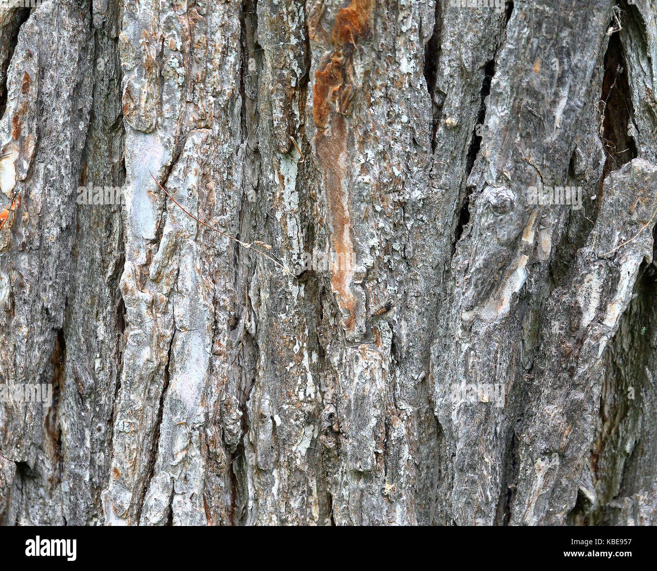 Detail of old tree bark in a park in Ontario Stock Photo - Alamy
