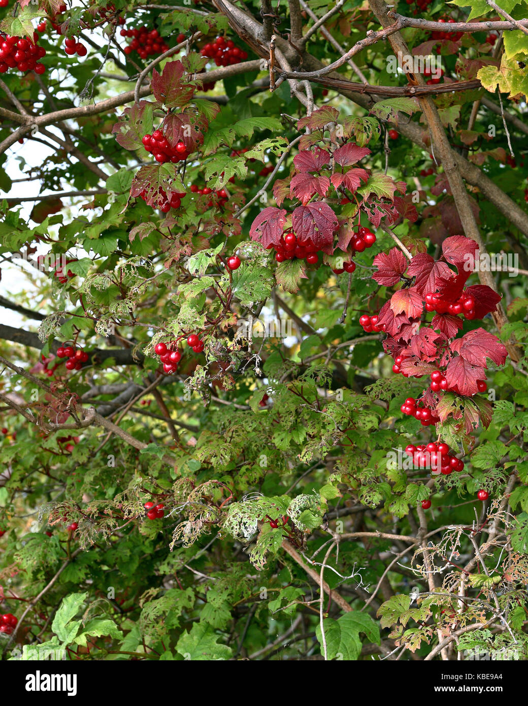 Red berries on bush with green land red leaves near Kingston Ontario ...
