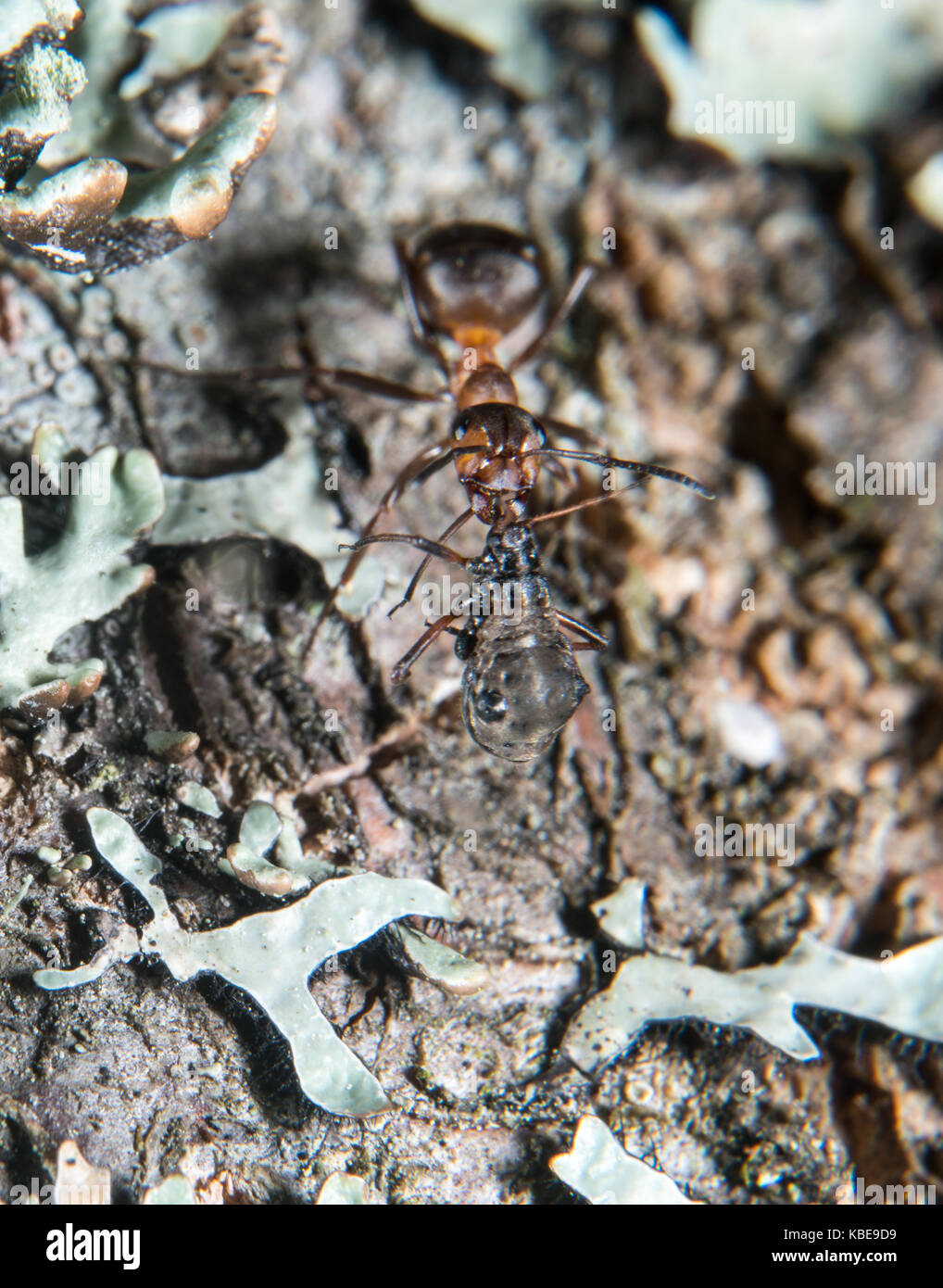 Wood ant on a tree trunk Stock Photo - Alamy