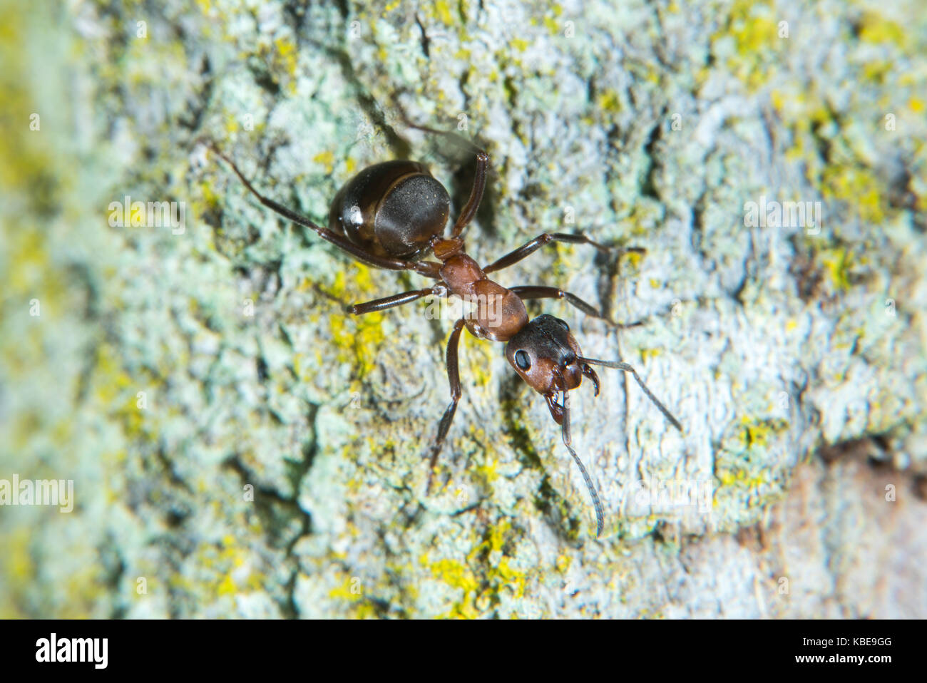 Red wood ants acid hi-res stock photography and images - Alamy