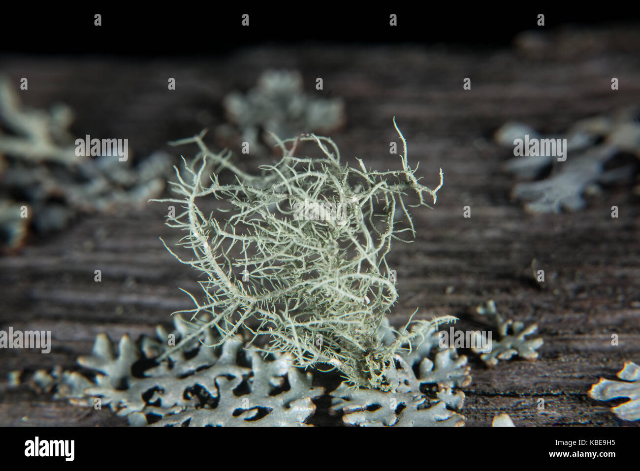 Tiny fishbone beard lichen Stock Photo - Alamy