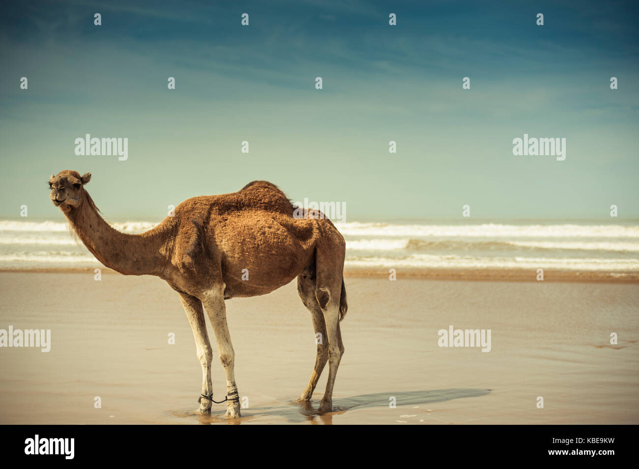 Camel on the beach hi-res stock photography and images - Alamy