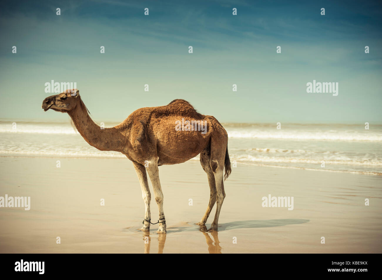 Camel on the beach at Essaouira, Morocco Stock Photo - Alamy