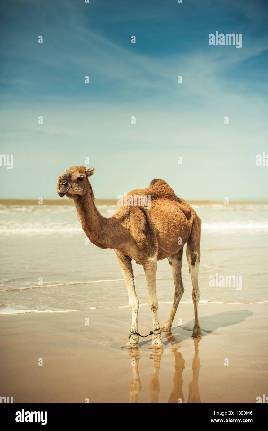 Camel on the beach at Essaouira, Morocco Stock Photo - Alamy