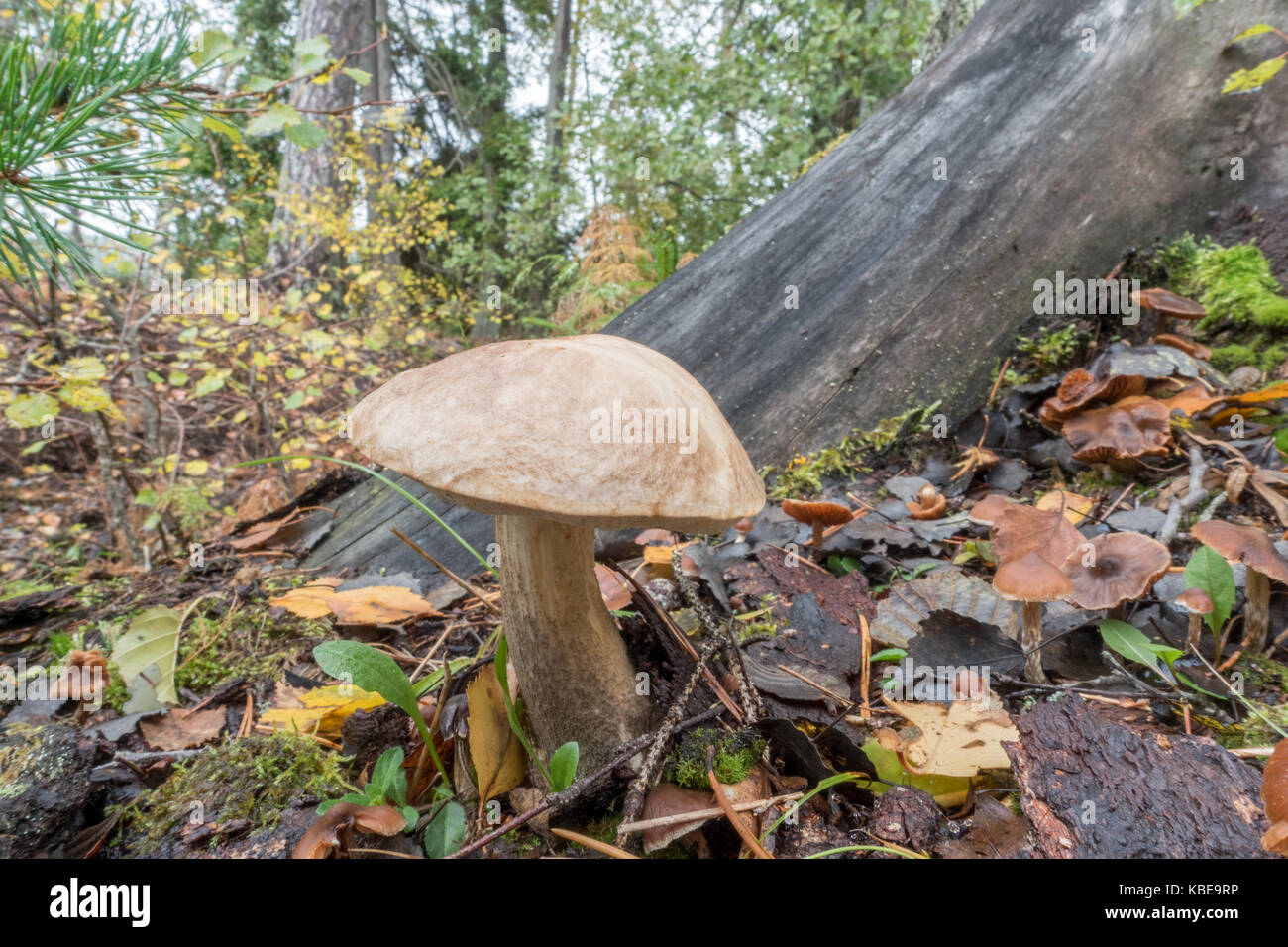 Edible mushrom hi-res stock photography and images - Alamy