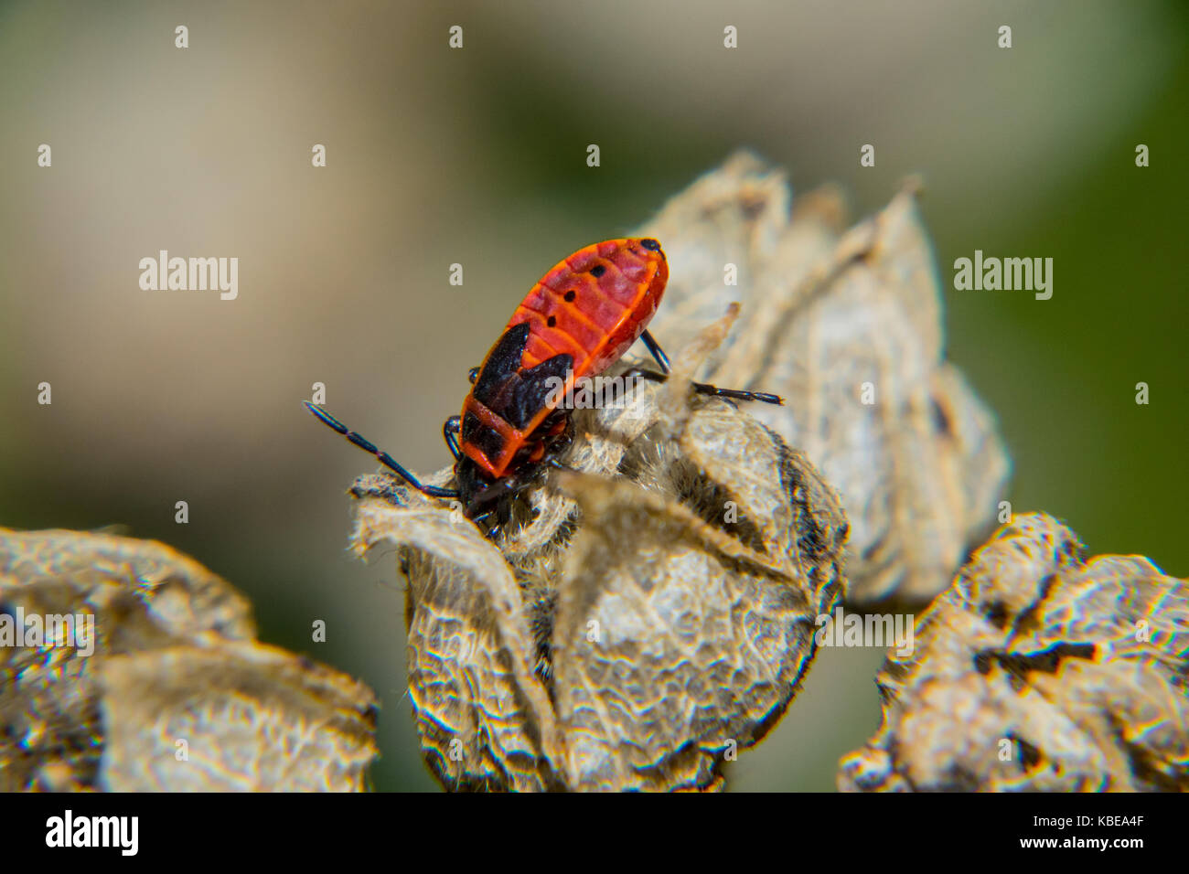 Nymf hi-res stock photography and images - Alamy