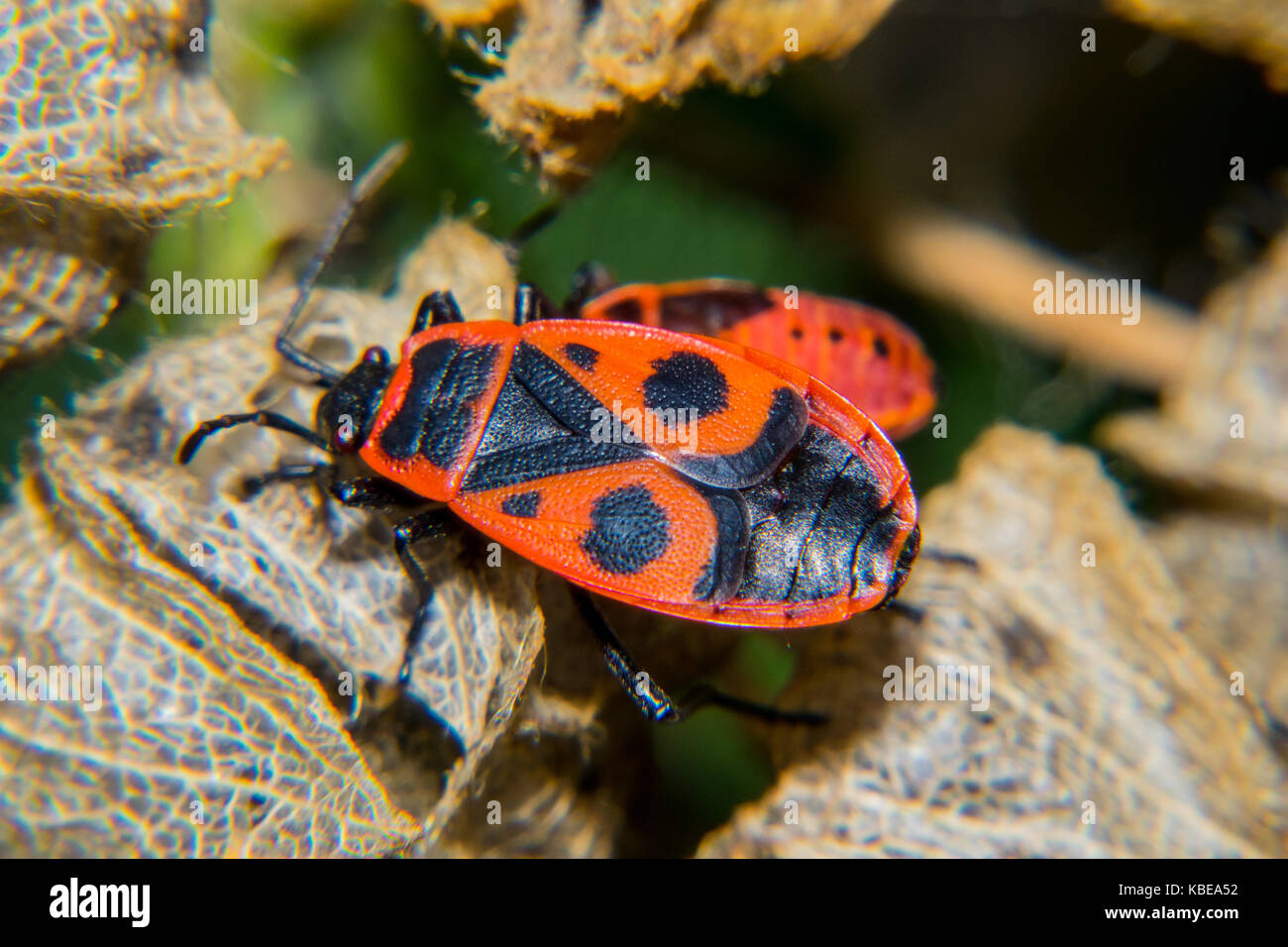 Nymf hi-res stock photography and images - Alamy