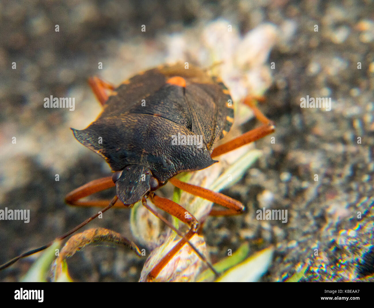 Red-legged shieldbug up close Stock Photo - Alamy