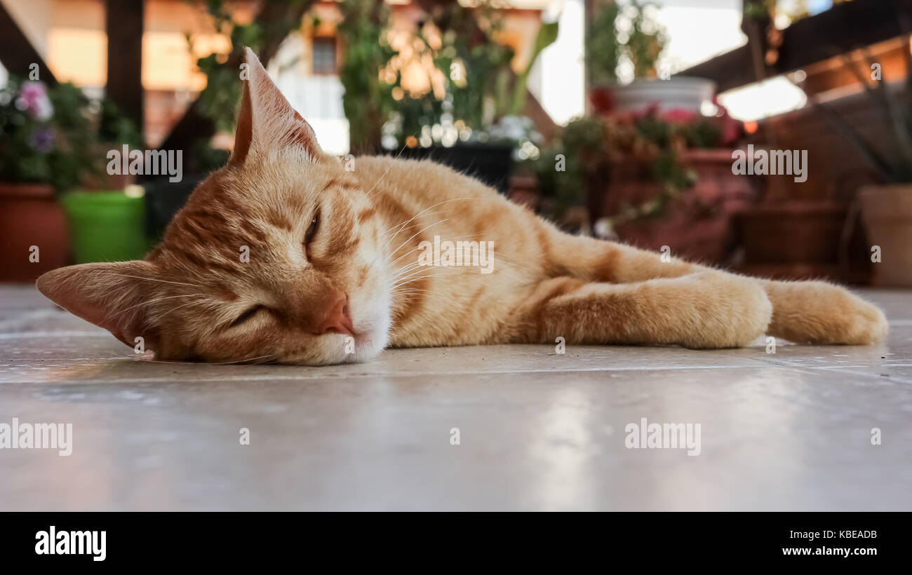 Half asleep cat hi-res stock photography and images - Alamy