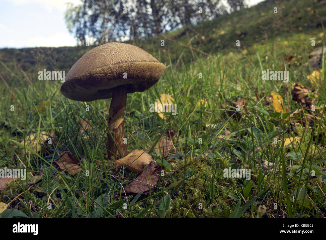 Mushrom in a pasture Stock Photo - Alamy