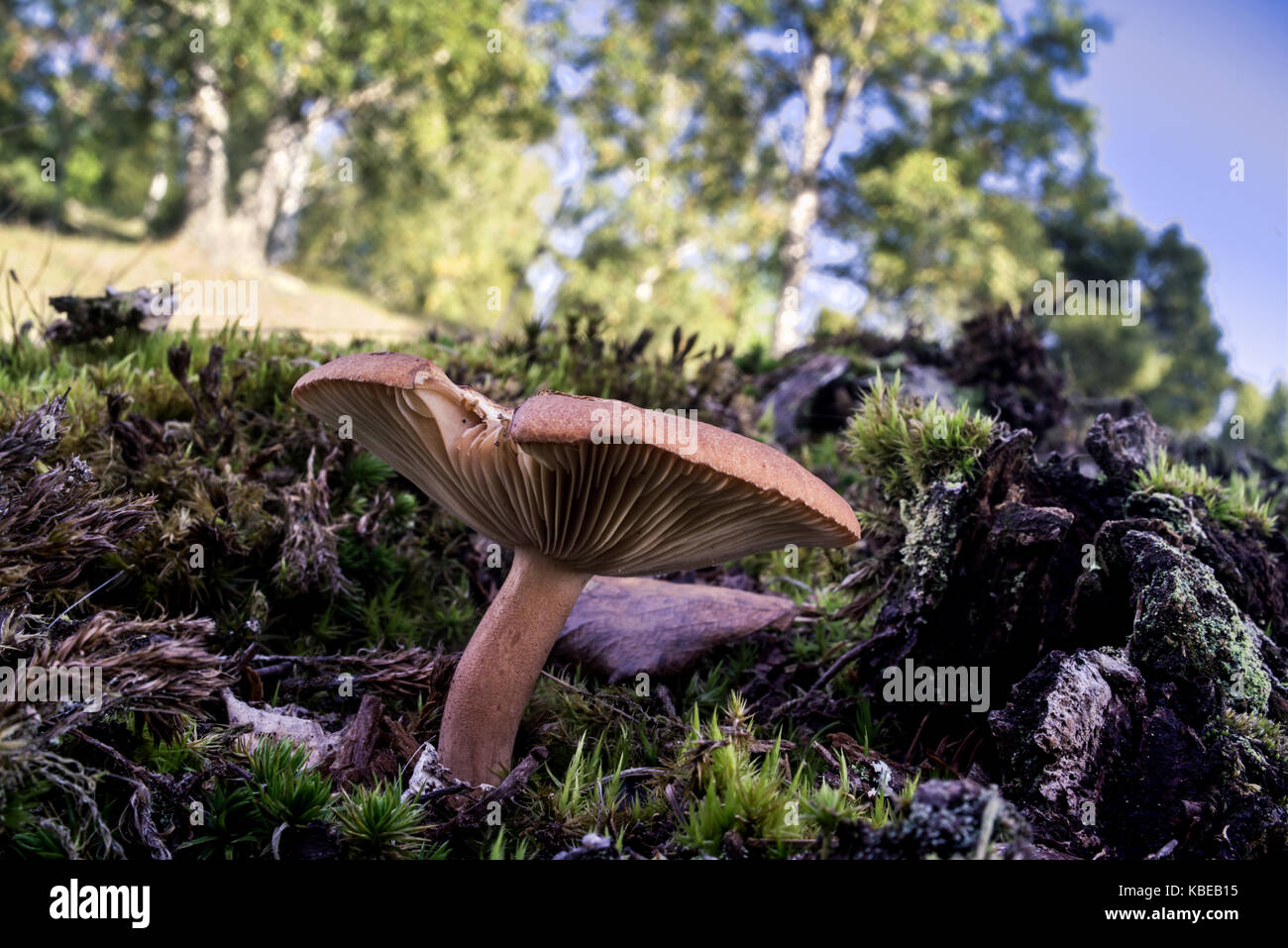 Mushrom in a pasture Stock Photo - Alamy