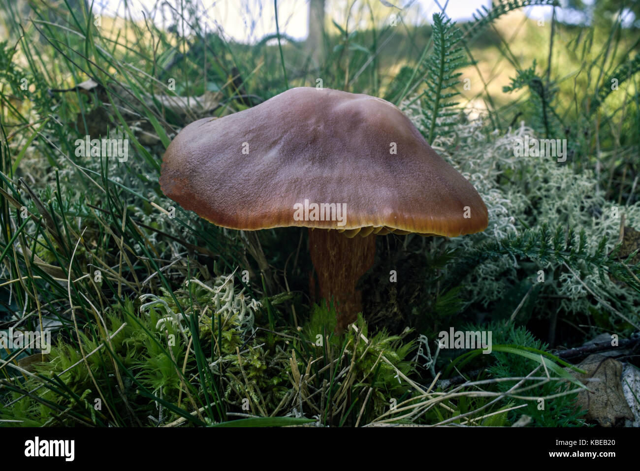 Mushrom in a pasture Stock Photo - Alamy