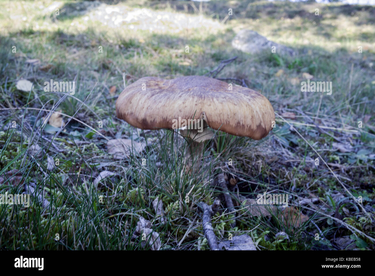 Mushrom in a pasture Stock Photo - Alamy