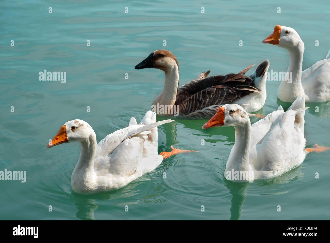 four geese floating happily in the turquoise river Stock Photo - Alamy