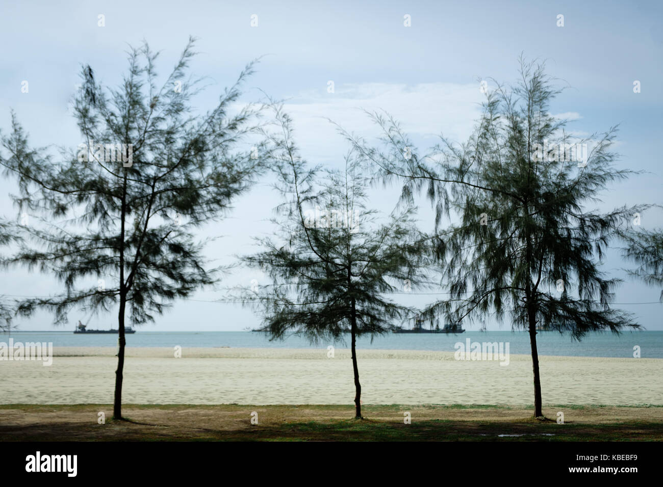 Tree by the sea background with copy space to write Stock Photo - Alamy