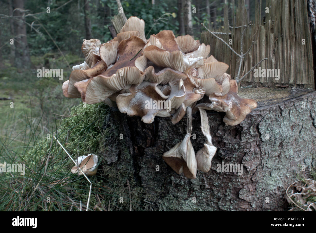 Mushroom in fall Stock Photo - Alamy