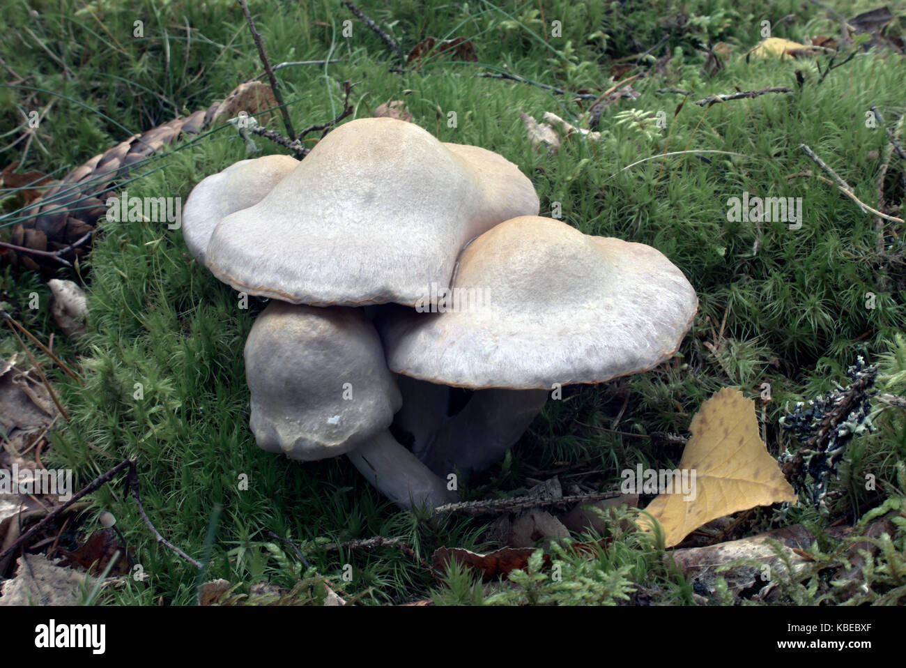 Mushroom in fall Stock Photo - Alamy