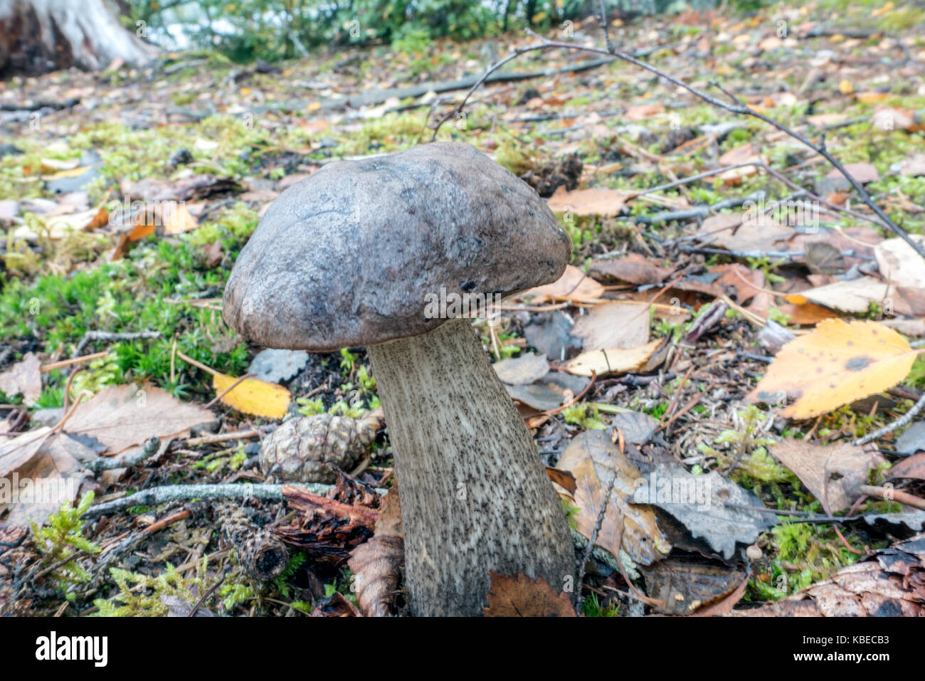 Mushrom among fall leaves Stock Photo - Alamy
