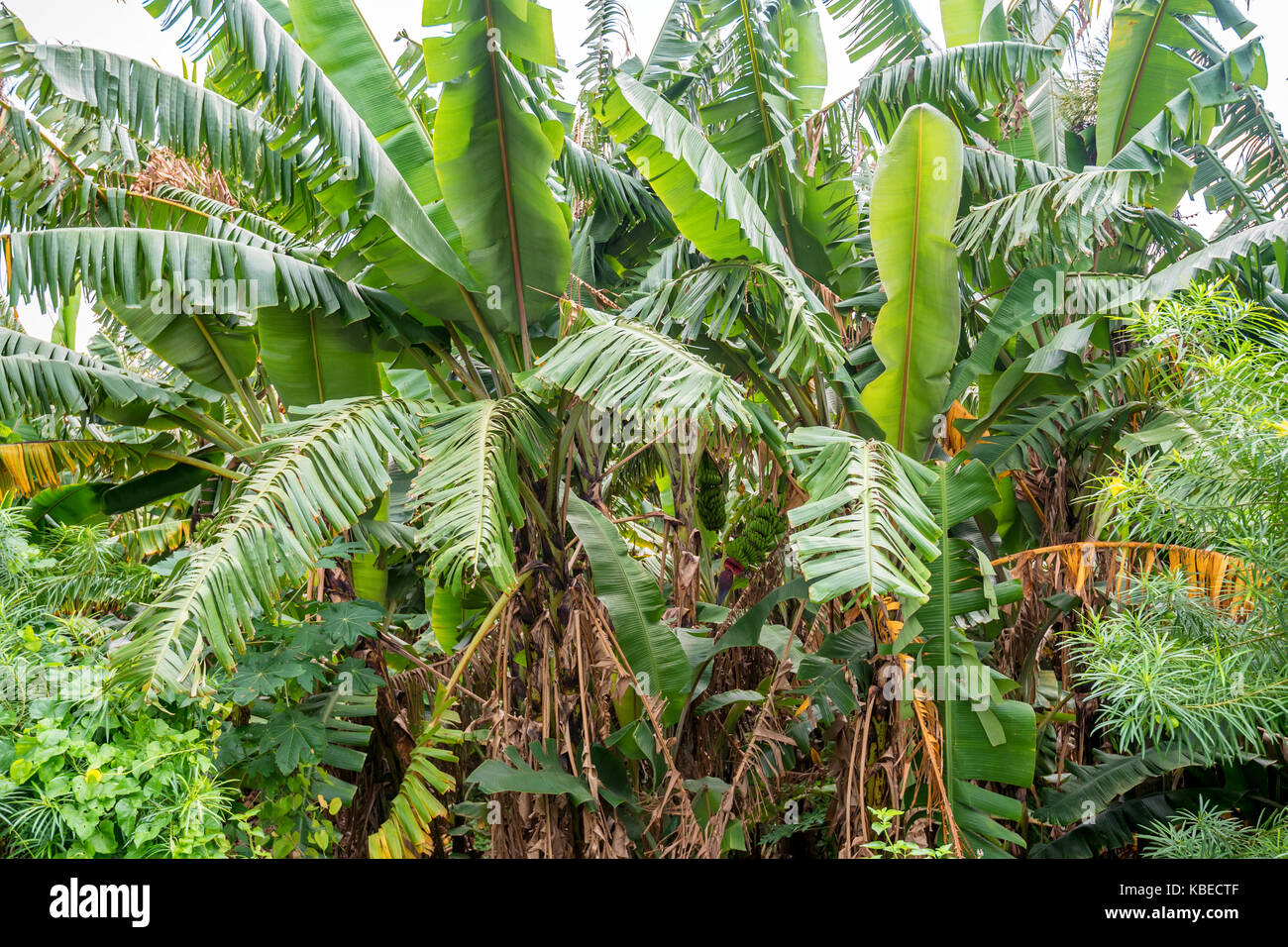 Banana palm tree with fruit Stock Photo - Alamy