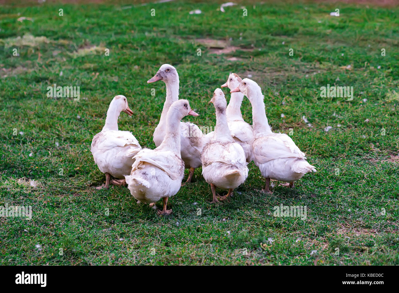 Fowl run hi-res stock photography and images - Alamy