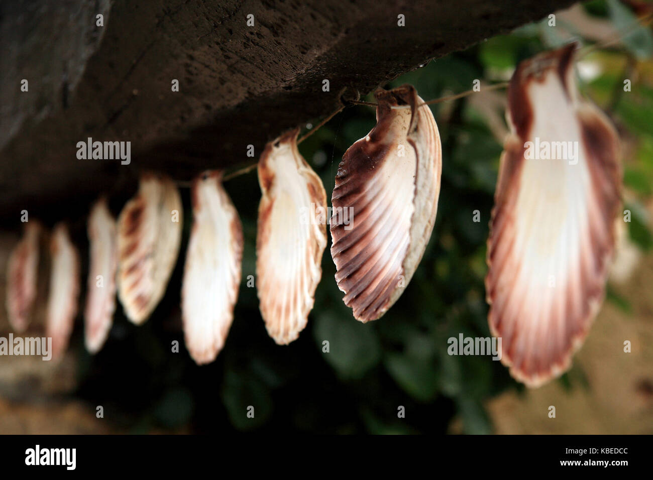 Scallop shell camino sign hi-res stock photography and images - Alamy