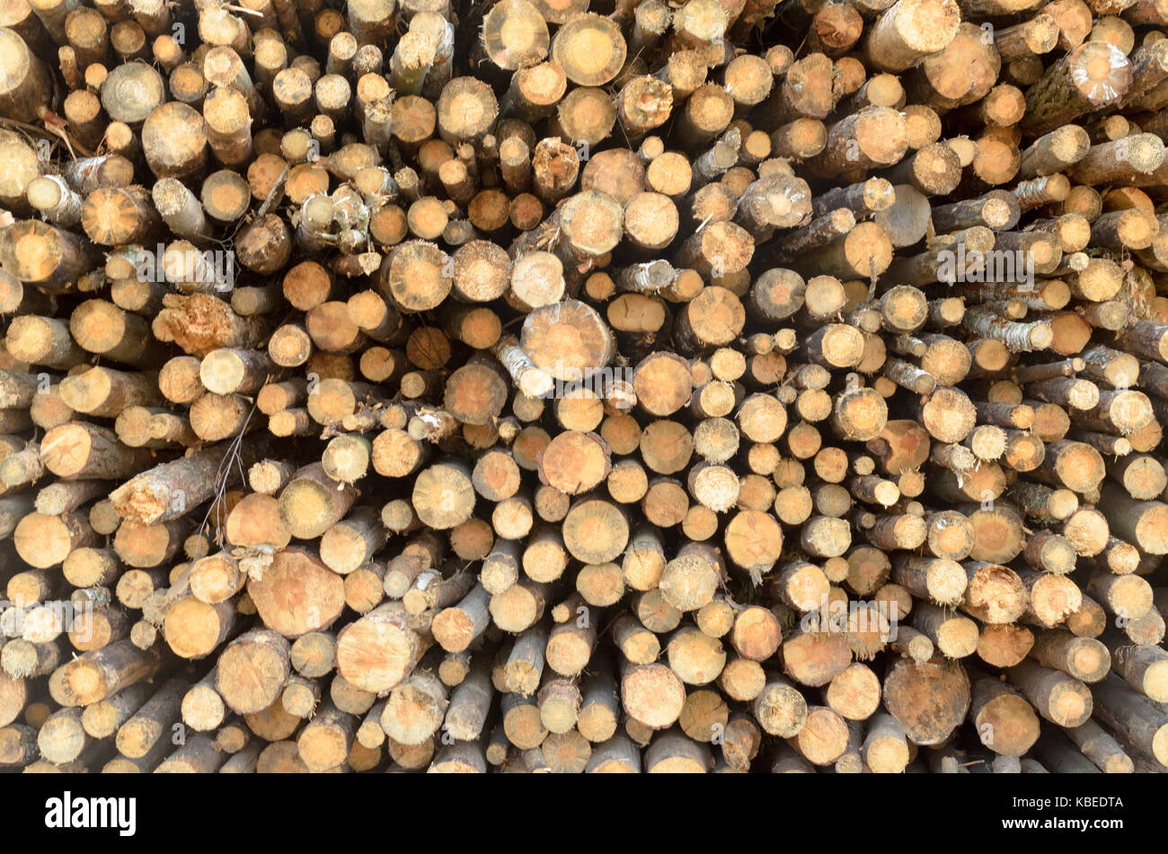 The felled logs of the trees in the sawmill are stacked Stock Photo - Alamy