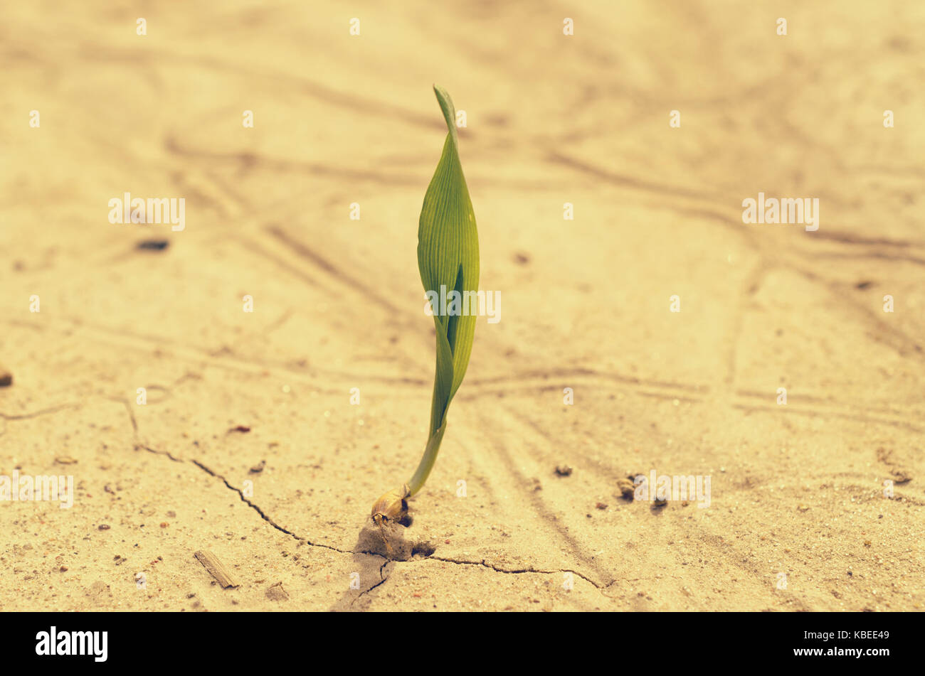 Parched field texture hi-res stock photography and images - Alamy