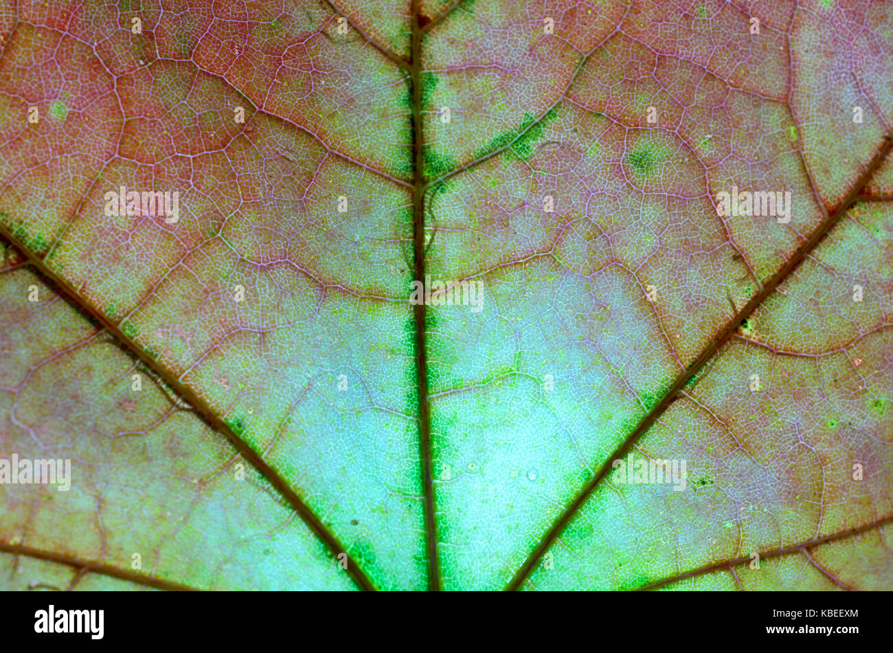 A leaf of a tree in autumn in macro on a skylight Stock Photo - Alamy