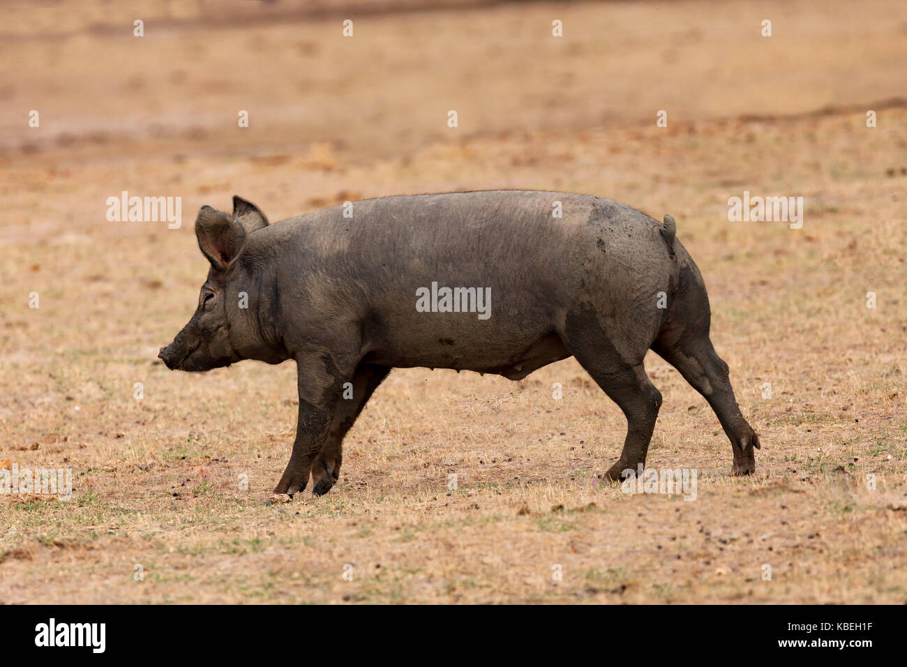 Iberian pig grazing among the oaks in the field of Extremadura Stock ...
