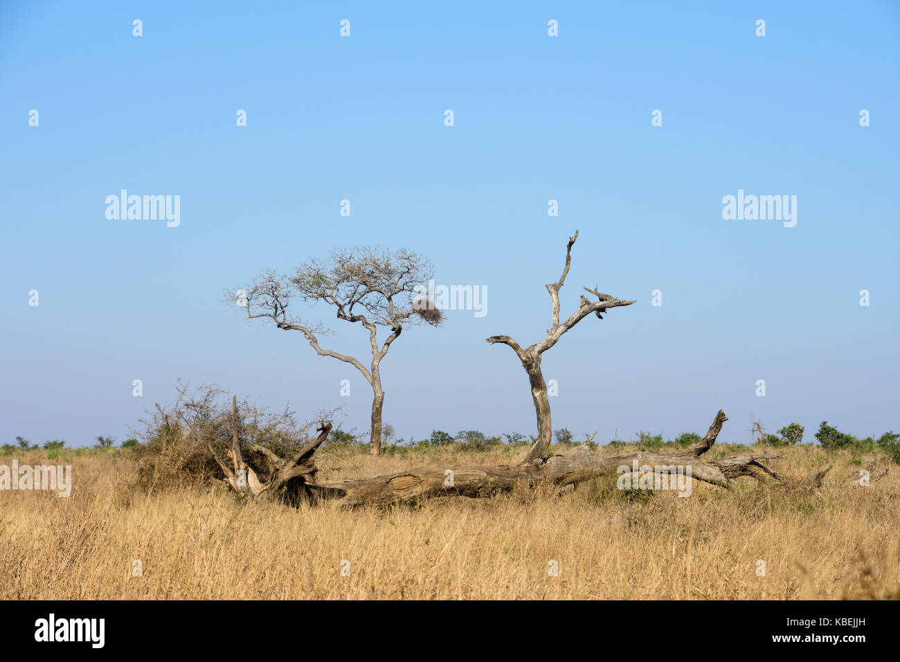 Grassland with dead wooden tree and marula tree in the background ...