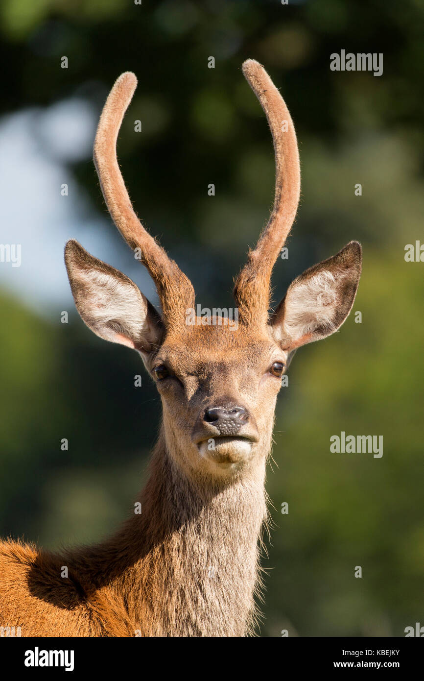 Young Red Deer stag looking directly at the camera. He has two small ...